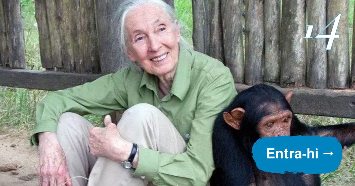 Mor als 91 anys Jane Goodall: «Som l'espècie més intel·ligent que ha ...